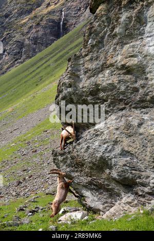 Alpine Ibex in the French Alpes at dawn, Haute-Savoie, France Stock ...