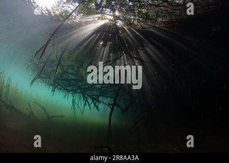 Beams of light filter into the dark shadows of a mangrove forest in ...