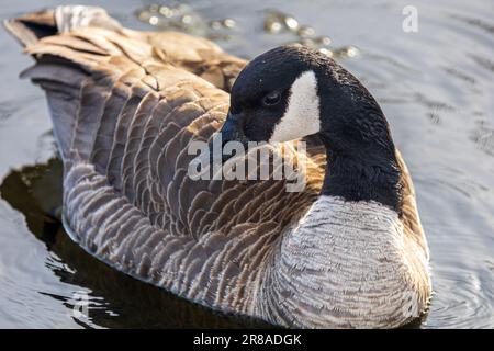 Close up head of Cackling Canada Goose Branta canadensis minimus ...