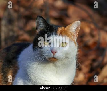 Curious calico cat perched on an ancient qvevri in Ikalto, Kakheti ...
