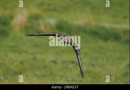 Buzzard hunting over a marshy / grassy area looking for rodents or ...