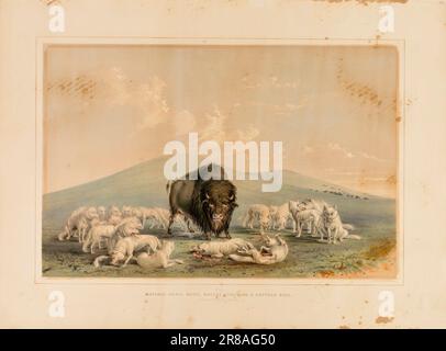 WOLVES ATTACKING A BUFFALO Stock Photo - Alamy