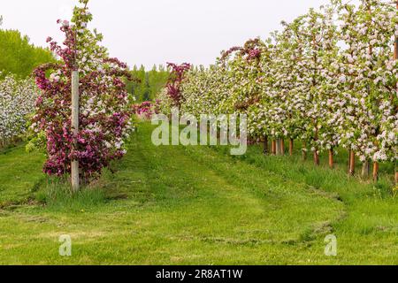 An apple orchard in Door County Wisconsin. Although most noted for its ...