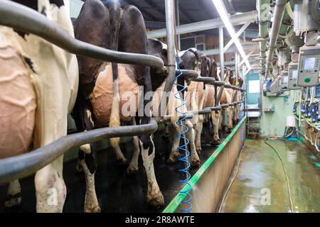 Cows getting milked in a traditional herringbone parlour, Dumfries, UK Stock Photo - Alamy