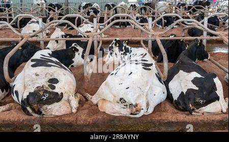 Dairy cattle housed in a cubicle shed. North Yorkshire, UK Stock Photo ...