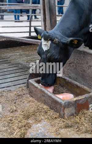 Cow licking a rock salt which contains essential salts and minerals for ...