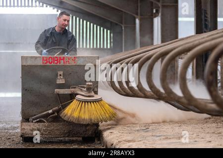 Bedding up cubicles with sawdust to keep cows clean and comfortable, in ...