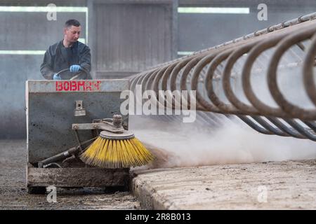 Bedding up cubicles with sawdust to keep cows clean and comfortable, in ...