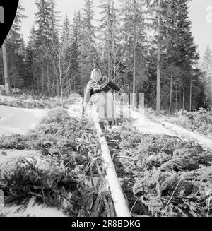 Current 15-8-1960: Anna with the axe Strong as a gamp, mature as a ...