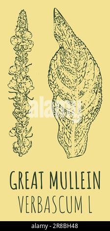 Mullein or verbascum. Botanical plant illustration. Vintage herbaceous ...