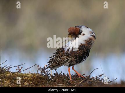 Ruff bird in breeding plumage Stock Photo - Alamy