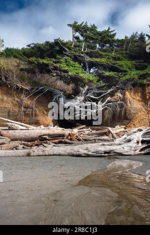 Kalaloch Tree of Life (aka the Kalaloch Tree Root Cave) is in Forks ...