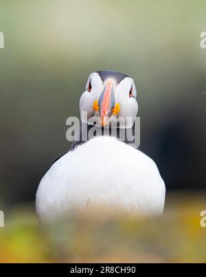 Puffins on the Isle of May in The Firth of Forth , Scotland Stock Photo ...