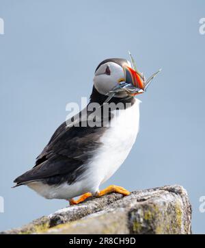 Puffins on The Isle of May Stock Photo - Alamy