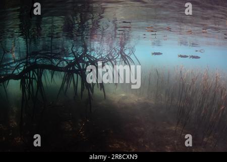 Beams of light filter into the dark shadows of a mangrove forest in ...