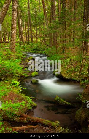 Little Zig Zag River along Little Zigzag Falls Trail, Mt Hood National ...