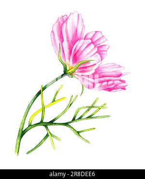 Pink Garden Cosmos Plant close up. Nature defocused background. Macro ...