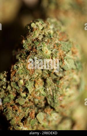 Close up of jack herrer medical marijuana buds detail of cannabis on ...