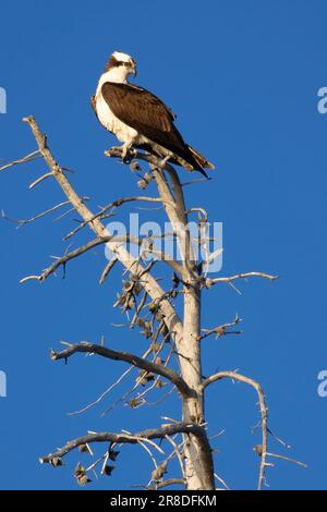 Rogue-Umpqua Scenic Byway - Fish Tanks at Cole M. Rivers Fish Hatchery ...