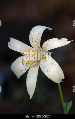 Washington lily (Lilium washingtonianum), Metolius Wild and Scenic ...