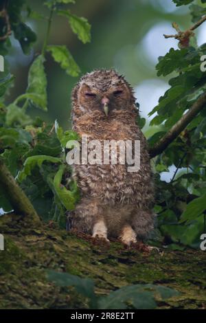 Young, fluffy Tawny Owl, wet from rain with eyes closed, sleeping in ...