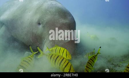 Frontal portrait of Sea Cow (Dugong dugon) or Dugong accompanied by ...
