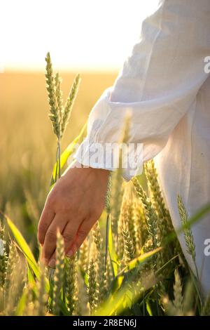 spikelet of wheat in hand over beautiful sky, panoramic layout Stock ...