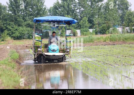 NANJING, CHINA - JUNE 21, 2023 - A farmer uses an unmanned intelligent ...