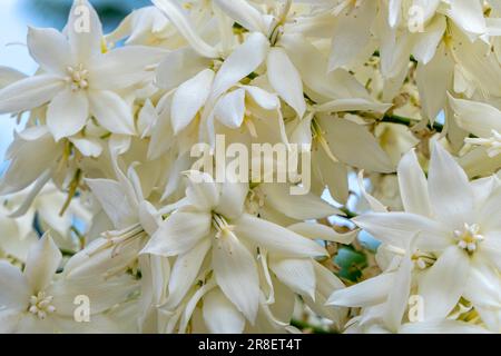 Delicate white flowers of Yucca Rostrata or Beaked Yucca plant close up ...