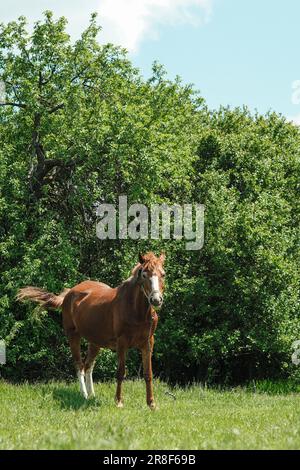 Head of a red horse against a yellow hedge Stock Photo - Alamy