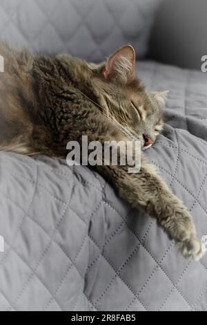 Lazy house cat on sofa Stock Photo - Alamy
