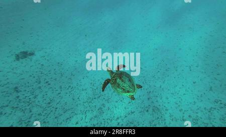 big turtle in the sand Stock Photo - Alamy