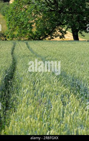 Wheat field and walnut tree, persian walnut (Juglans regia Stock Photo ...