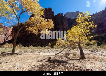 Stunted tree in Zion National Park Stock Photo - Alamy