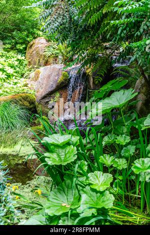 Plants surround a small waterfall at a garden in Bellevue, Washington ...