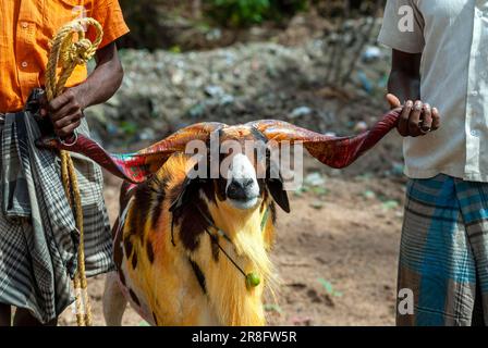 Goat waiting for kidaai Muttu Goat fighting near Madurai, Tamil Nadu ...