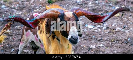 Goat waiting for kidaai Muttu Goat fighting near Madurai, Tamil Nadu ...