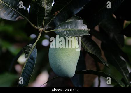 A bunch of mangoes with a blurry leaf background Young mango Stock ...
