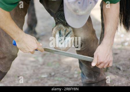 Filing off the horse hoof, rasp, farrier, hoof care, horse care, horse ...