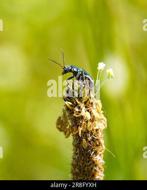 Close up Malachite beetle (Malachius bipustulatus), family soft-winged ...