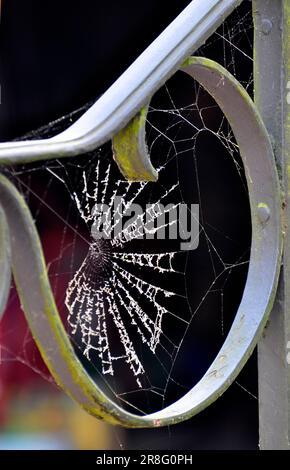 Spider web on the railing Stock Photo - Alamy