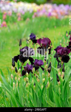 Iris "Sable Night", Iridaceae Stock Photo - Alamy