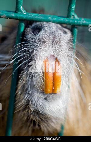 Detail of a Nutria or Coypu (Myocastor coypus) showing its incisors ...