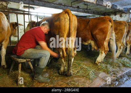 Dairy cows in the barn, Baden-Wuerttemberg, cow, cows, dairy cow, dairy ...