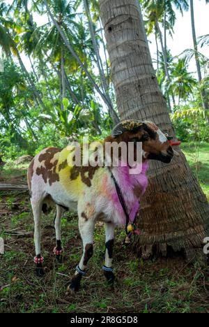 Goat waiting for kidaai Muttu Goat fighting near Madurai, Tamil Nadu ...