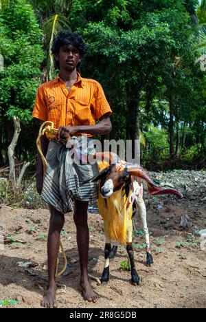 Fighting goat with owner kidaai muttu ; Madurai ; Tamil Nadu ; India ...