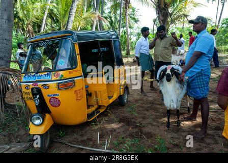 Goat waiting for kidaai Muttu Goat fighting near Madurai, Tamil Nadu ...