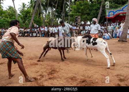 Kidaai Muttu Goat fighting near Madurai, Tamil Nadu, South India, India ...