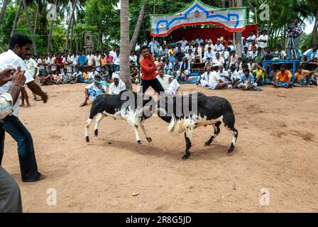 Kidaai Muttu Goat fighting near Madurai, Tamil Nadu, South India, India ...