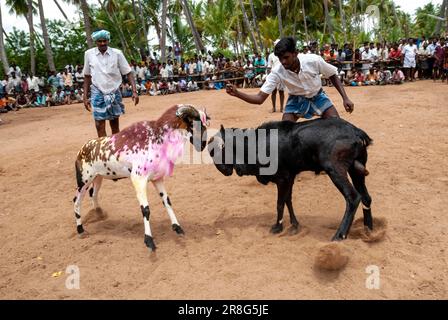 Kidaai Muttu Goat fighting near Madurai, Tamil Nadu, South India, India ...